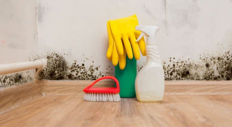 Best Mold & Mildew Removal Products For All Surfaces - Amazing Home Decor